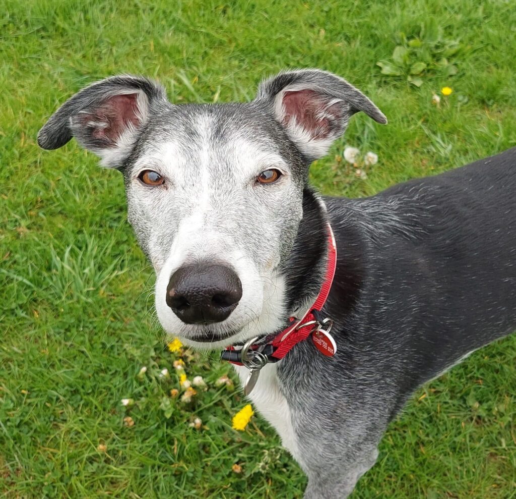 Agility dog Banjo continues to thrive after dog attack, with the help ...