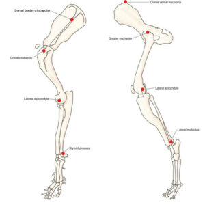 A preliminary investigation into laterality differences of range of ...