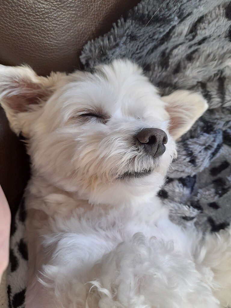 Twizzle – What a recovery! - McTimoney Animal Association : McTimoney ...